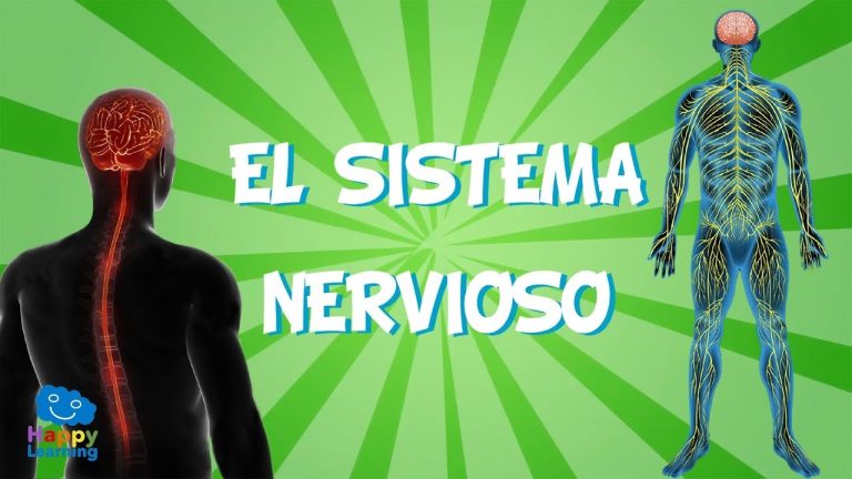 Sopa de Letras del Sistema Nervioso: ¡Diviértete Aprendiendo Anatomía ...