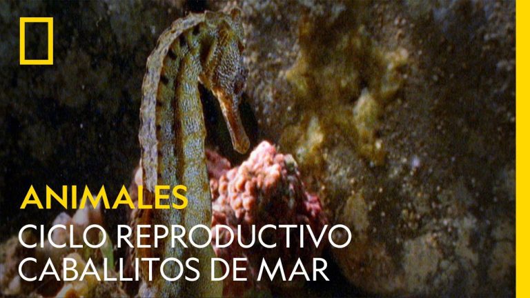 Cómo se Reproducen los Animales Acuáticos: Guía Completa y Curiosidades ...