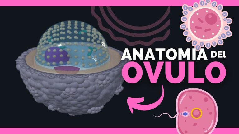 Partes del Óvulo y sus Funciones: Guía Completa para Entender su ...